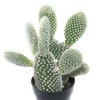 Bunny Ear Cactus: Angel Wings Succulent (2", 4", or 6" Pot) - Etsy