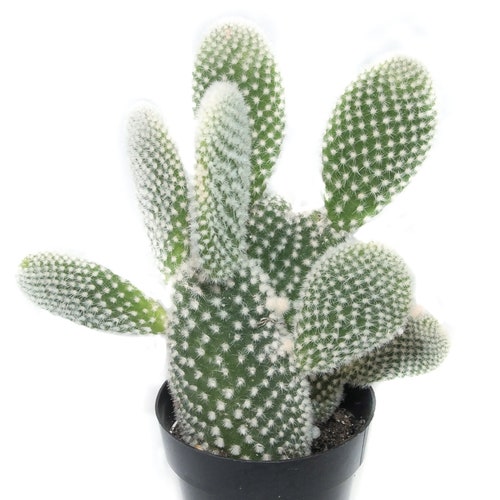 4” Golden Angel Wing Cactus Wavy Cactus Live Cactus Floral & Garden ...