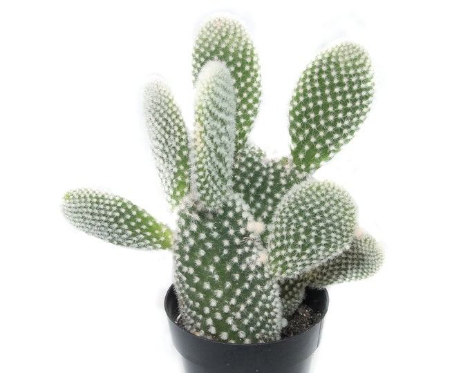 Angel Wings Cactus 2.5 Inch Opuntia Microdasys Albata Small Cactus Live ...