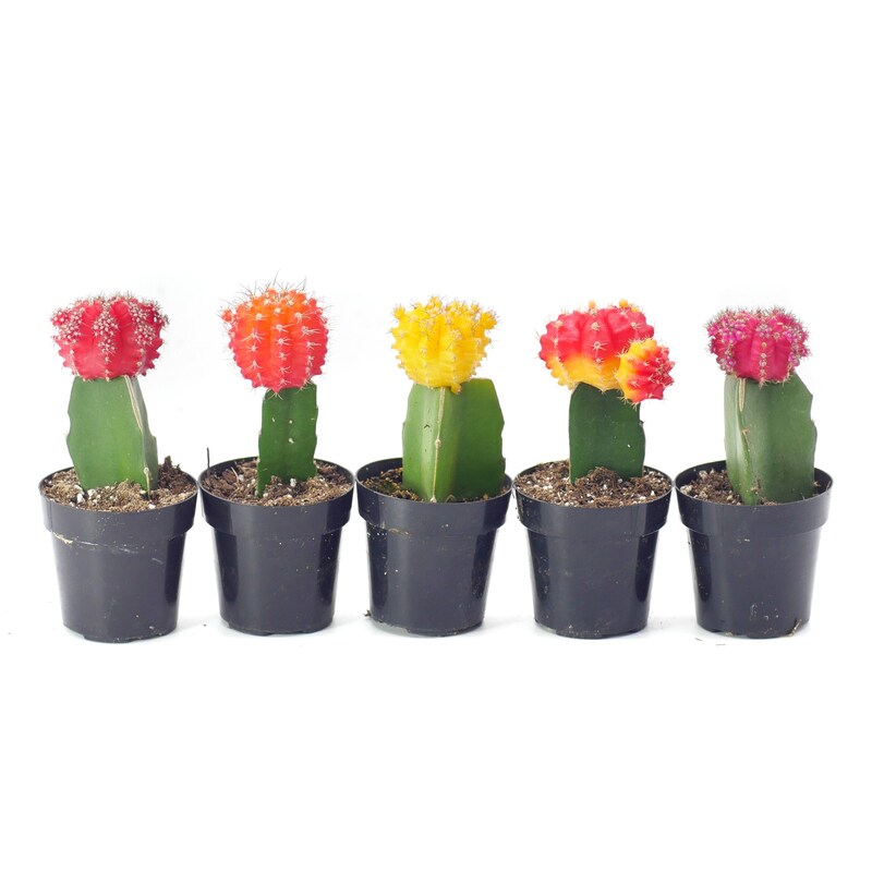 Cactus Gifts - 60+ Gift Ideas for 2025