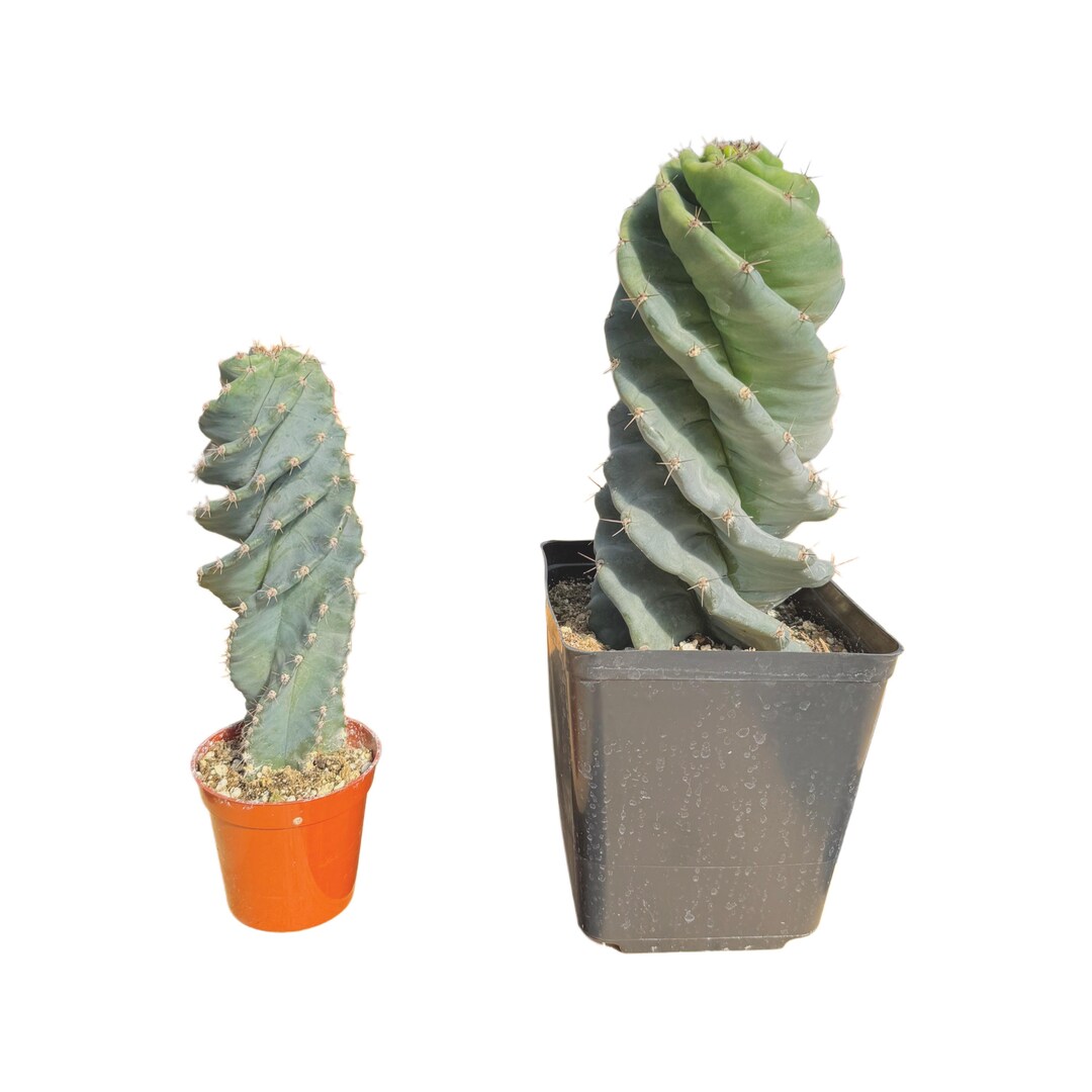 Spiral Cactus | Rooted Cactus | Cereus Forbesii Spiralis | Tornado ...