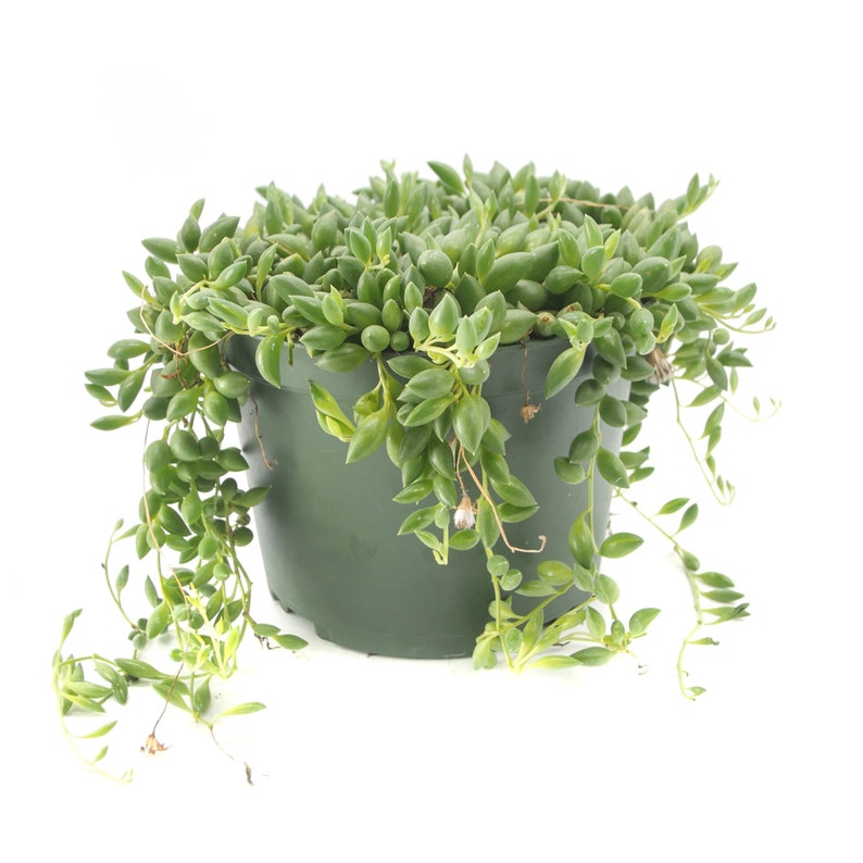 String of Tears 6 Inch String of Raindrops Senecio | Etsy