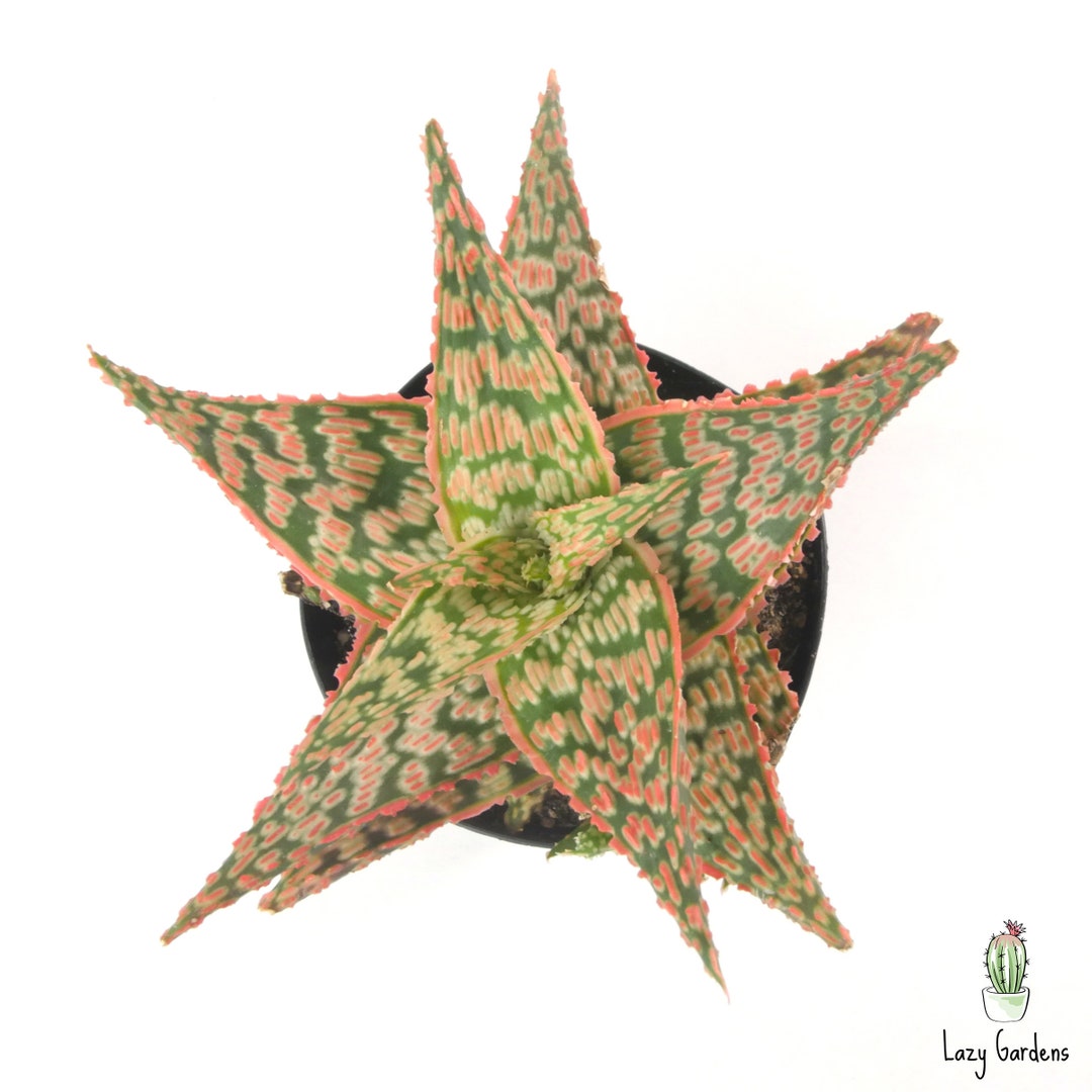 Aloe Fire Cracker | 3.5 Inch Pot Size | Live Aloe Plant - Etsy