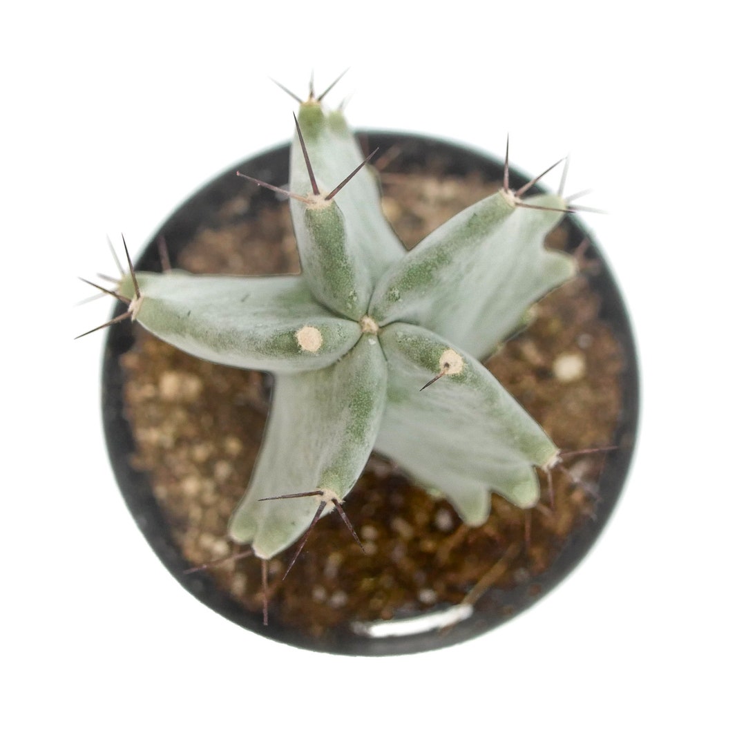 Ghost Organ Pipe Cactus 4 Inch Stenocereus Pruinosus Small Cactus Live ...