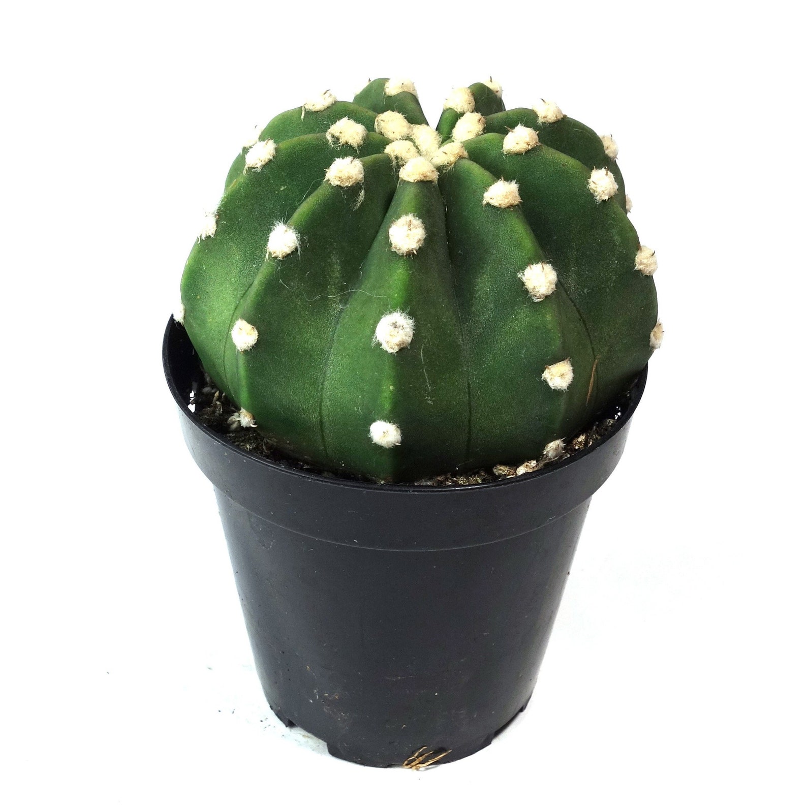 Domino cactus 3.5 inch Echinopsis Subdenudatum | Etsy