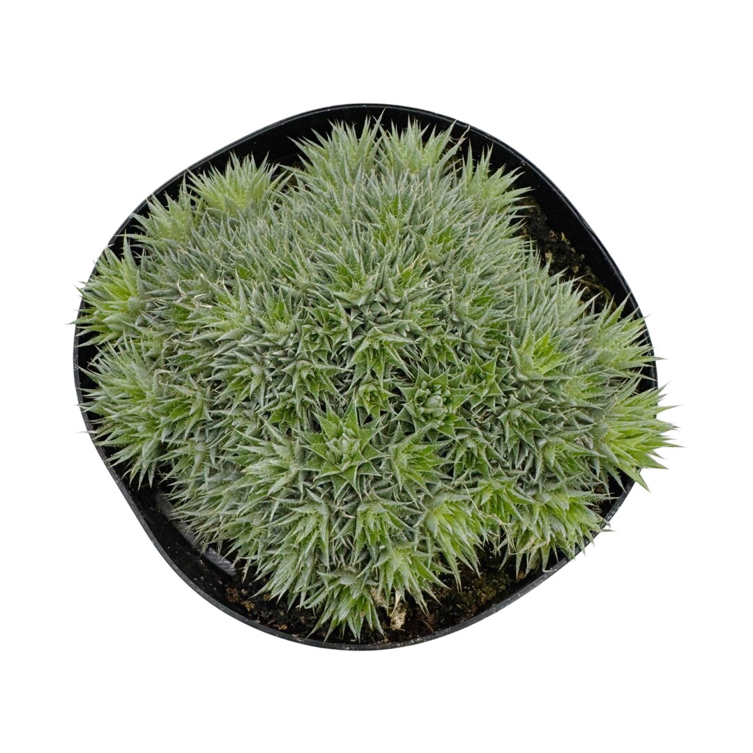 Deuterocohnia Brevifolia | 6 Inch | Argentine Ball | Dwarf Bromeliad ...