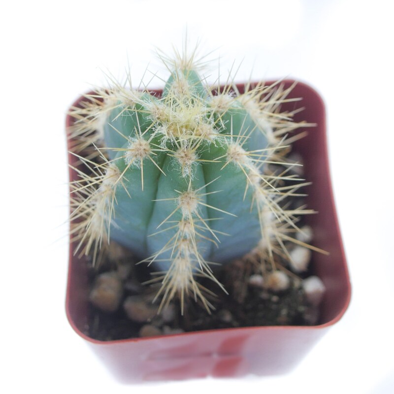 Blue Cactus - Etsy
