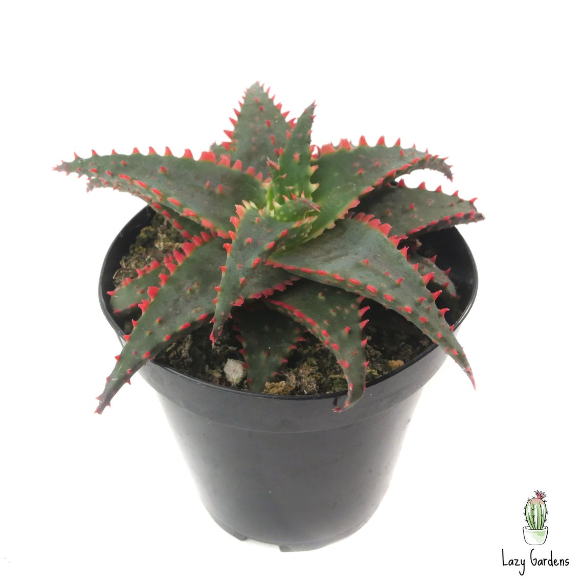 Aloe Christmas Sleigh 3.5 Inch Aloe Hybrid Live Aloe - Etsy