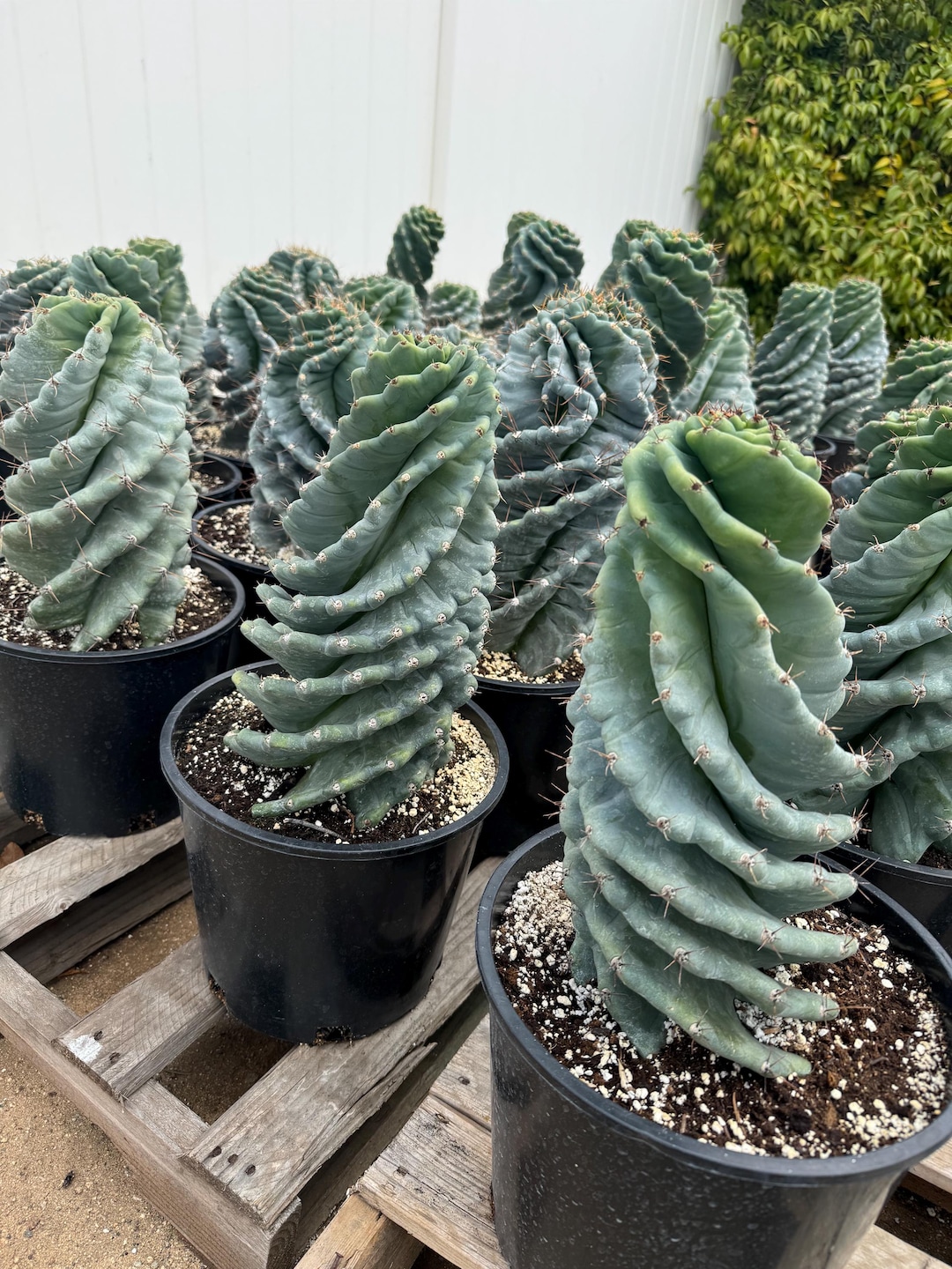 Spiral Cactus | 6, 8, 10 Inch Pot | Extra Large Cereus Forbesii ...