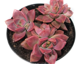 Graptosedum 'california Sunset' - Etsy