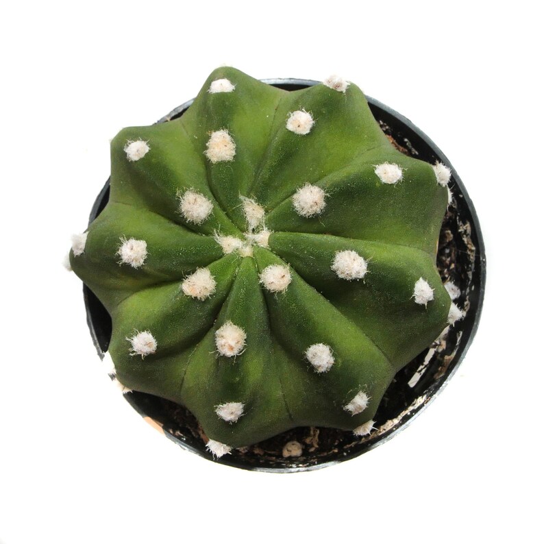 Domino Cactus 3.5 Inch Echinopsis Subdenudatum - Etsy