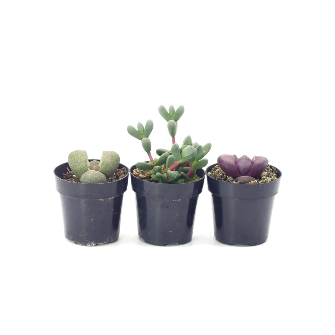 Living Stone Variety 3 Pack | Live Succulent Plant | Mini Plant | House ...