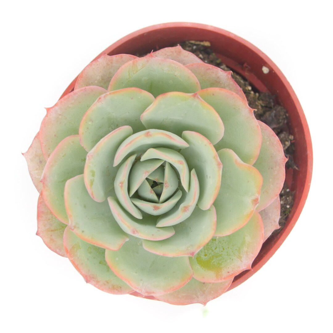 Atlantis Echeveria 4 Inch Echeveria Atlantis Live Succulent Plant House ...