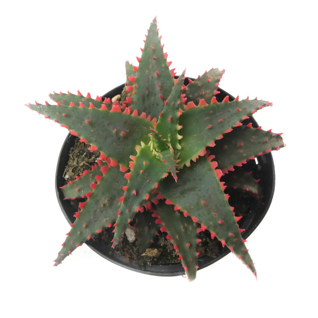 Aloe Christmas Sleigh | 3.5 Inch | Aloe Hybrid | Live Aloe Plant ...
