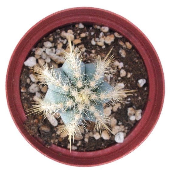 Blue Torch Cactus 4 inch Blue Columnar Cactus | Etsy