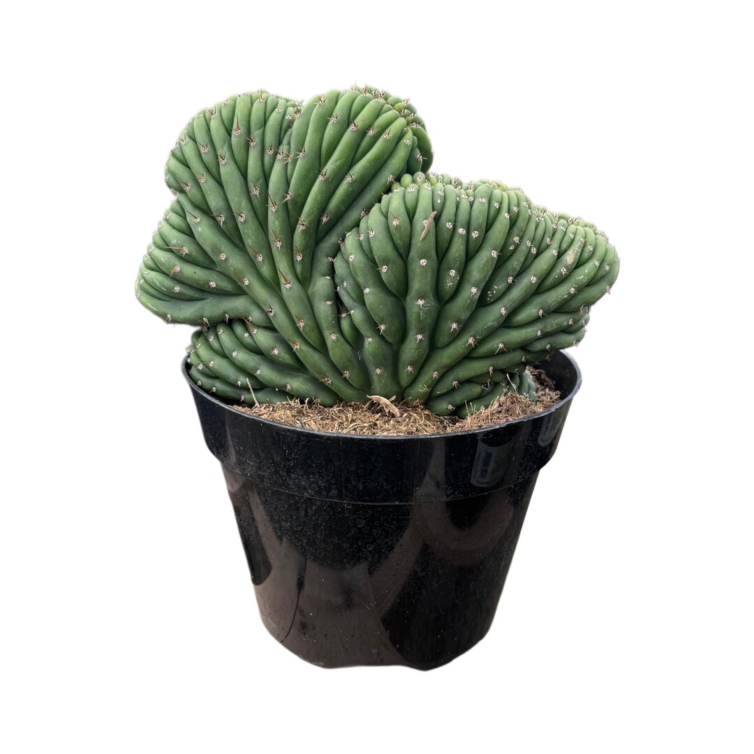 Crested Cactus 8 Inch Pot Echinopsis Cristata Rare Cactus Live Cactus ...