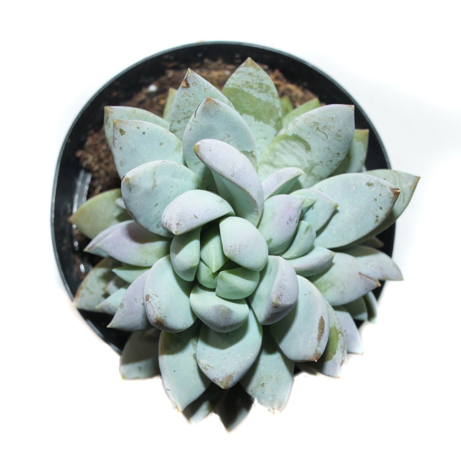 Lilac Mist 2.5 Inch Sedeveria Lilac Mist Live Succulent - Etsy