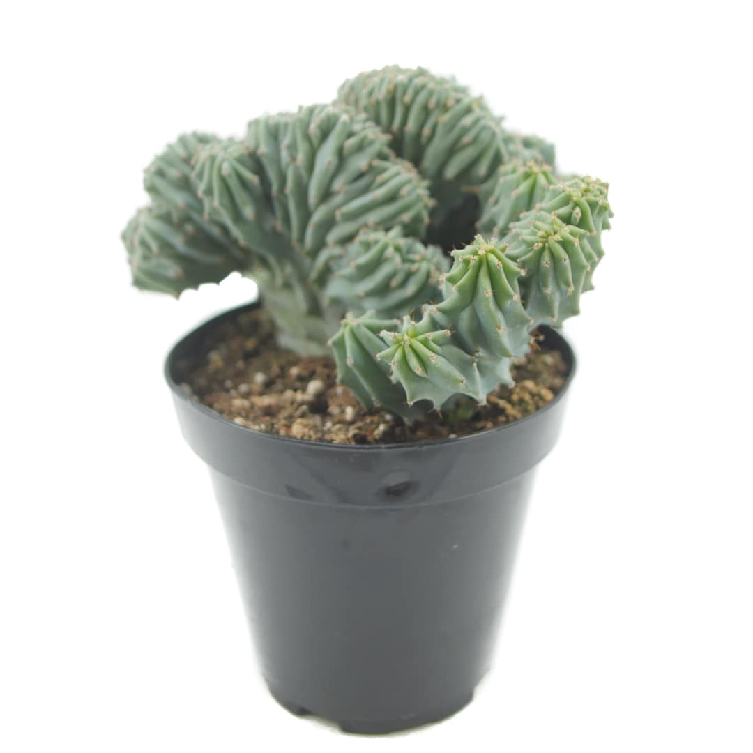 Blue Candle Crested Cactus | 4 Inch | Myrtillocactus Geometrizans ...
