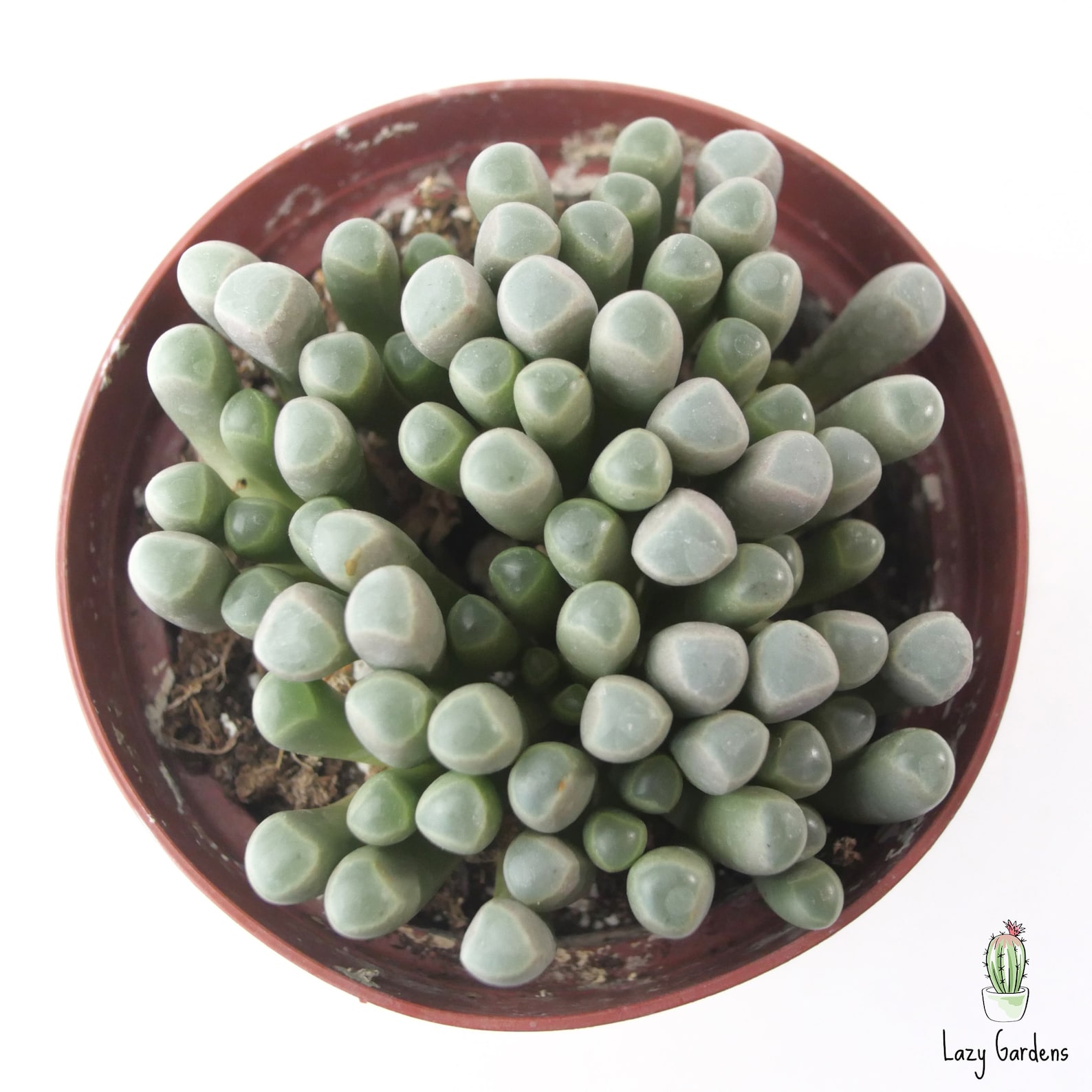 Baby Toes | 4 Inch | Window Plant | Fenestraria Aurantiaca | Live ...