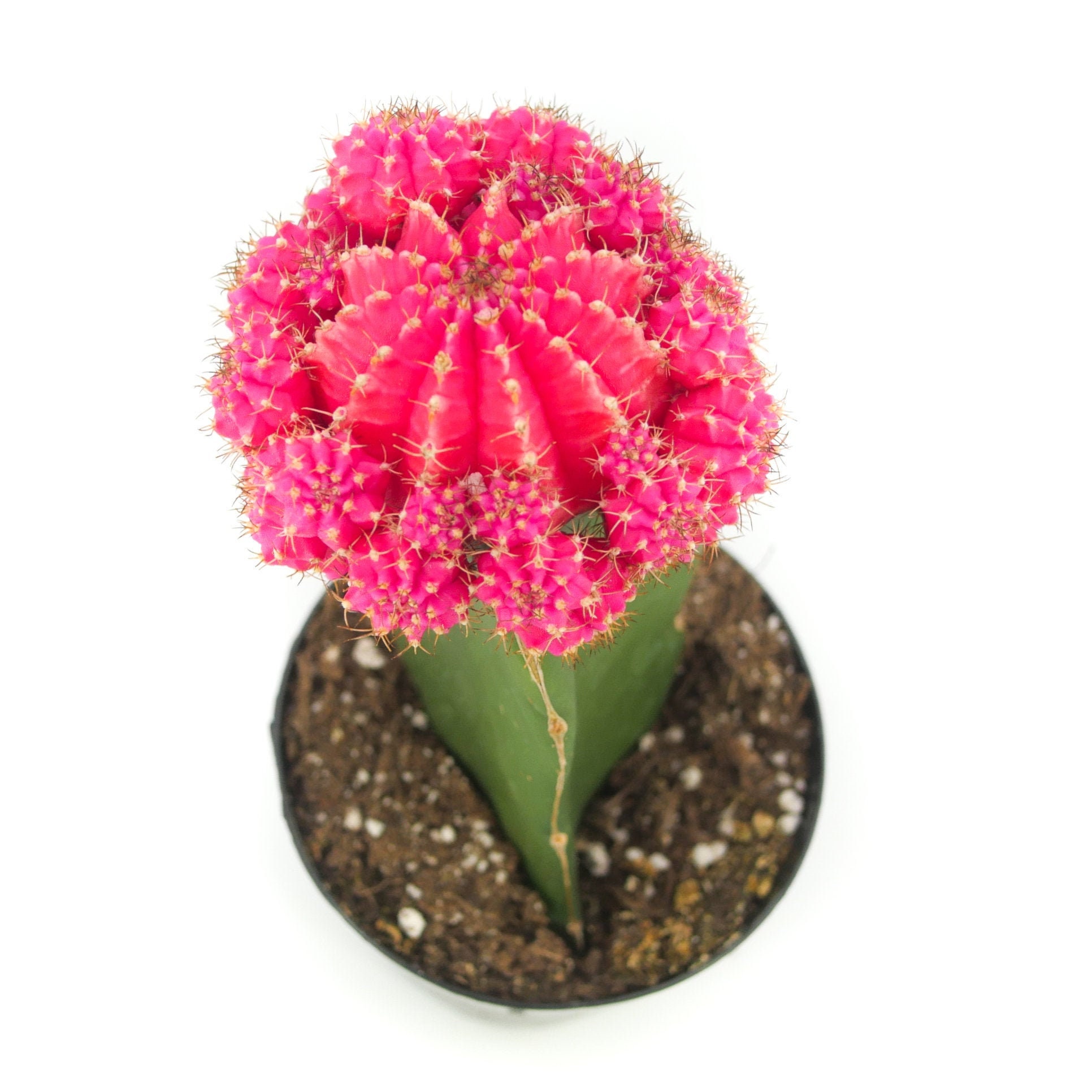 Pink Cactus Flower