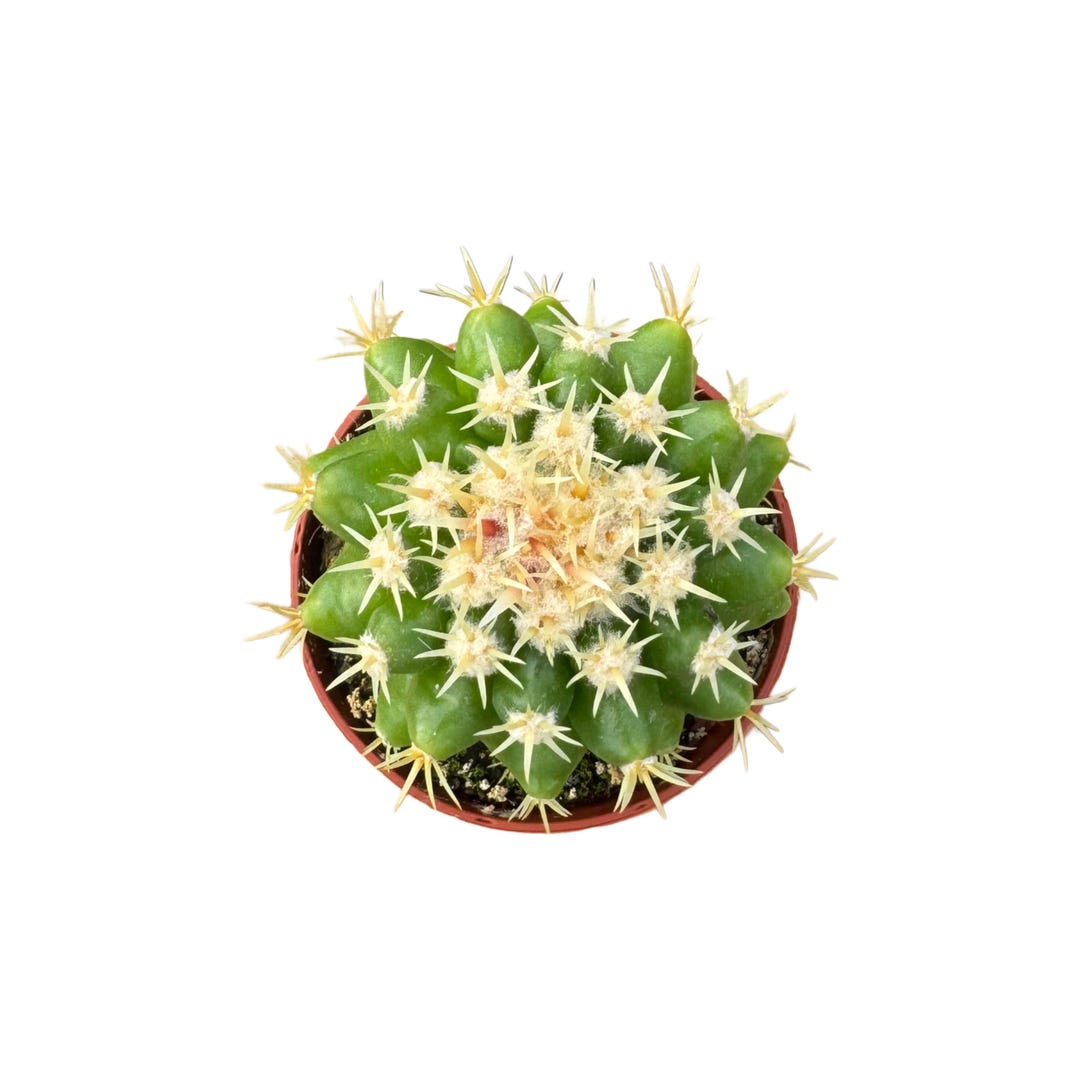 Short Spine Golden Barrel Cactus | 4, 6, 8 Inch Pot | Echinocactus ...