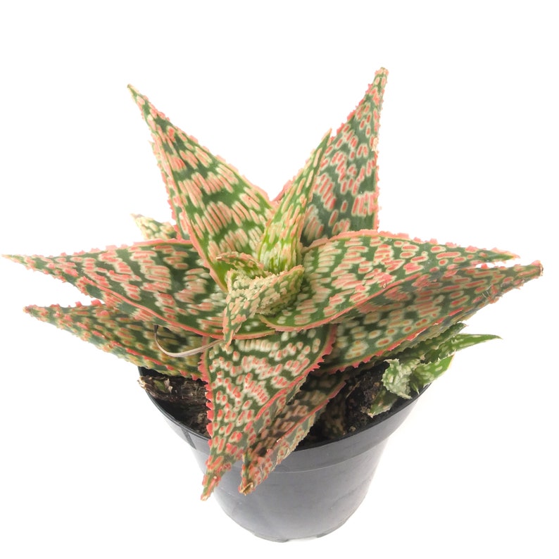 Aloe Fire Cracker | 3.5 Inch Pot Size | Live Aloe Plant - Etsy