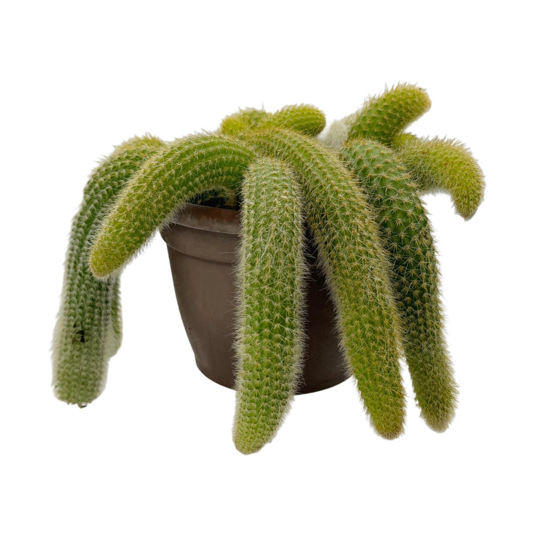 Monkey Tail Cactus | 6 Inch | Cleistocactus Colademononis | Hanging ...