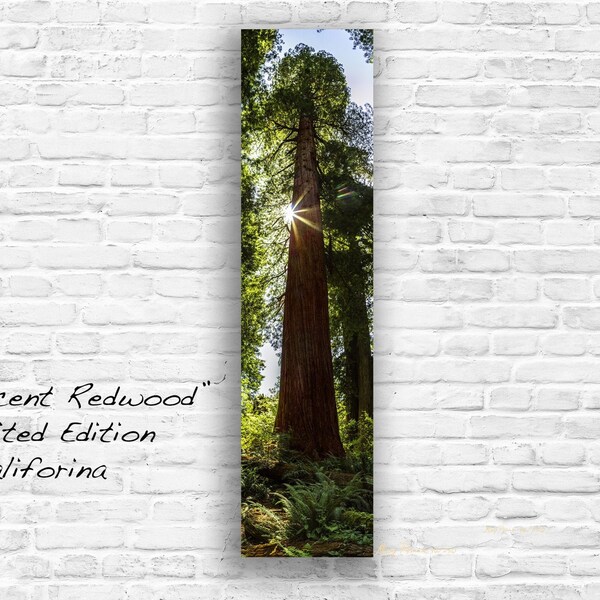 Redwood Tree - Etsy