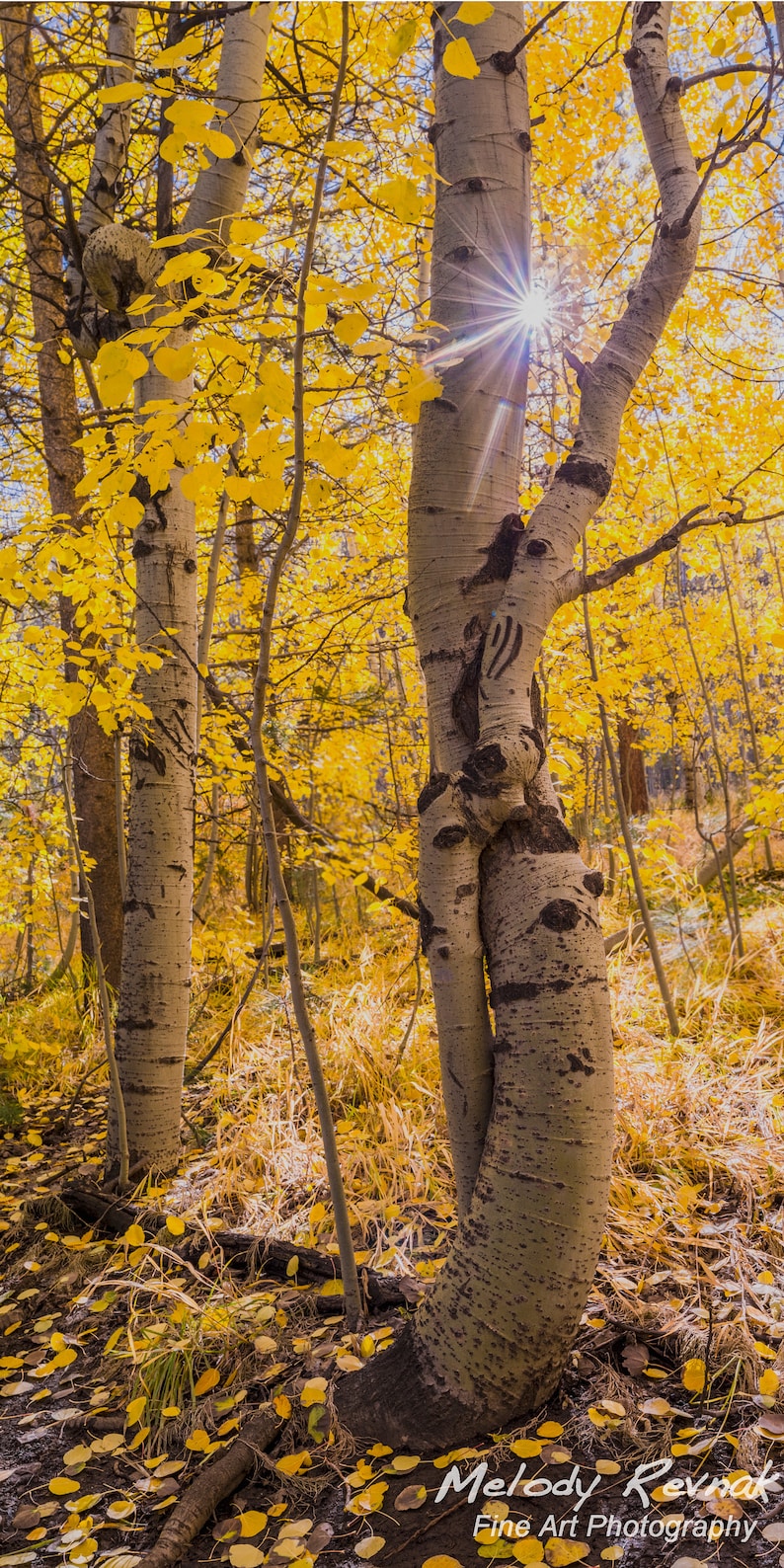 Aspen Tree Sunburst Print: Lake Tahoe Fall Landscape, Nature Wall Art ...