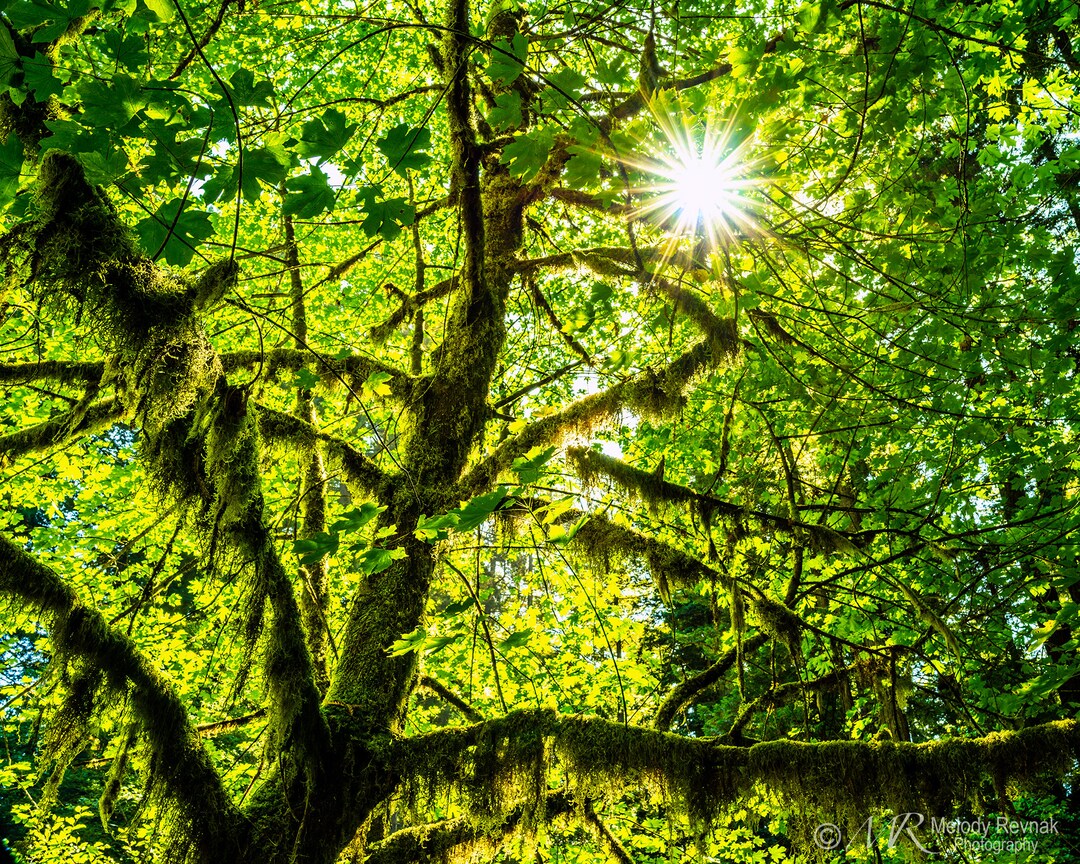 Maple Leaves Print Sunburst Tree Photo Northern California - Etsy