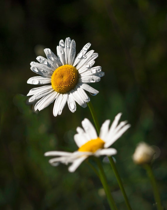 Vintage Daisy Flower Photography