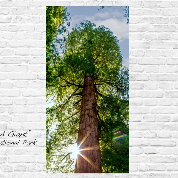Redwood Tree - Etsy
