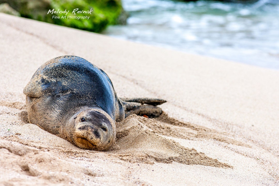 Hawaiian Monk Seal Art: Metal, Canvas, or Fine Art Print - Oahu Sea ...