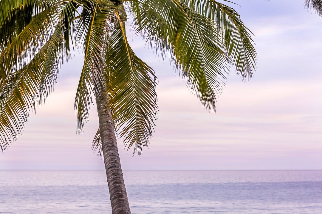 Pastel Pink, Sunset, Coconut Palm, Palm Tree, Coastal, Ocean, Instant ...