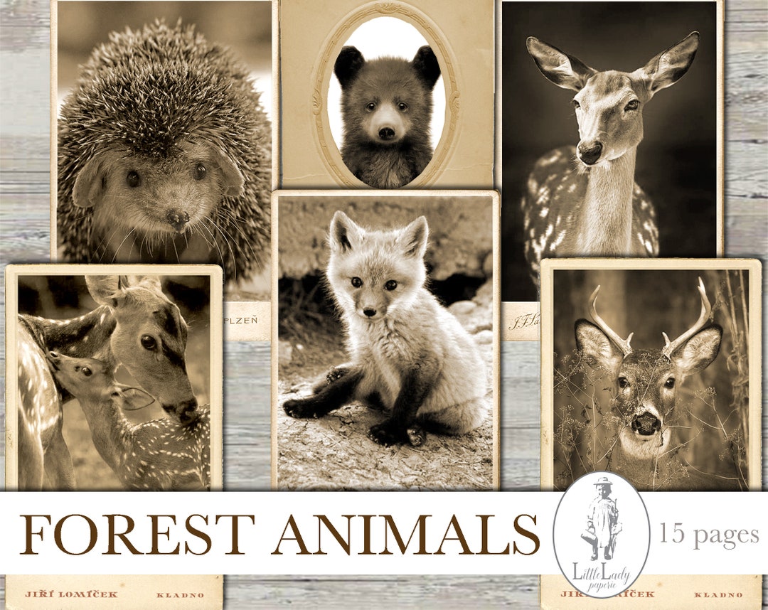 Woodland Forest Animal Digital Junk Journal Photograph Forest Animal ...