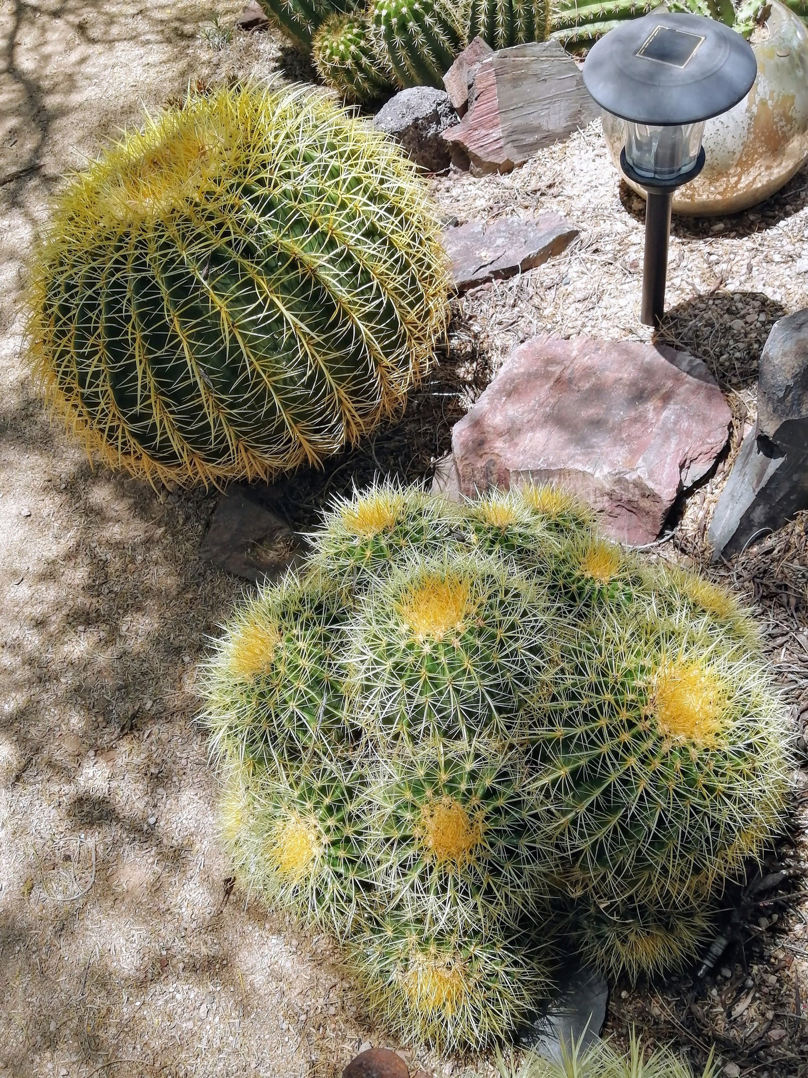 16 Extra LARGE Clumping Golden Barrel Cactus Succulent | Etsy
