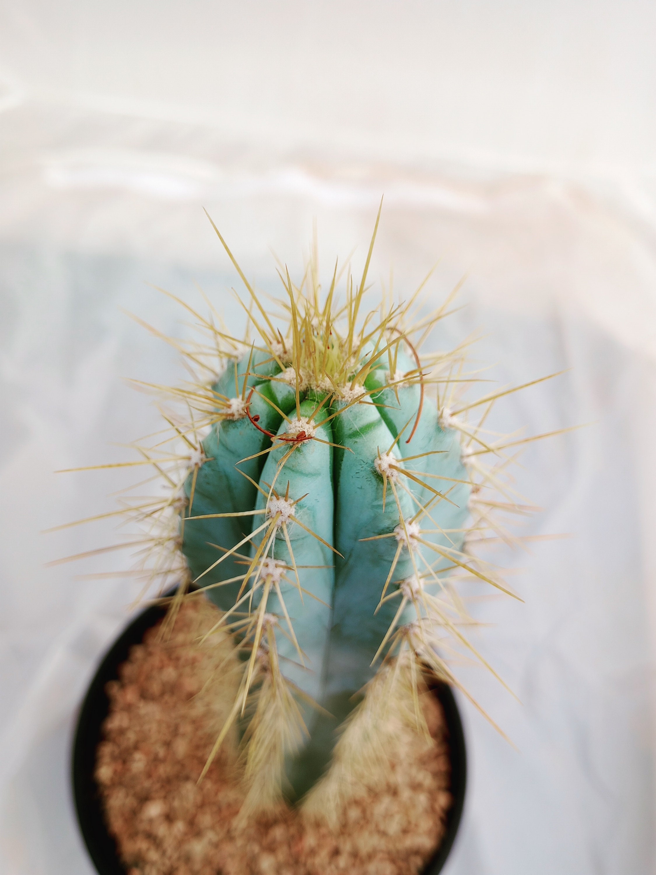 Blue Torch Cactus Pilocereus Azureus Columnar Cacti Rooted - Etsy