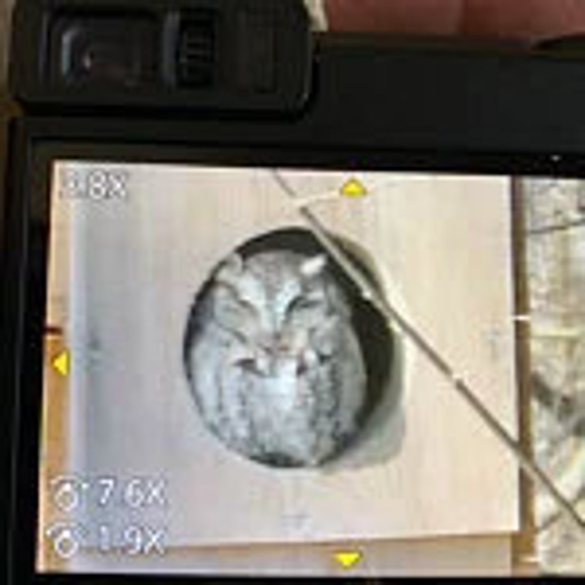 Barred or Great Horned Owl Nesting Box Made of Pine and Cedar - Etsy