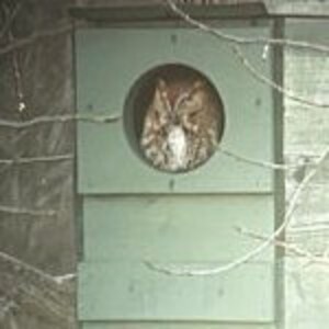 Barred Owl or Great Horned Owl Nesting Box - Etsy