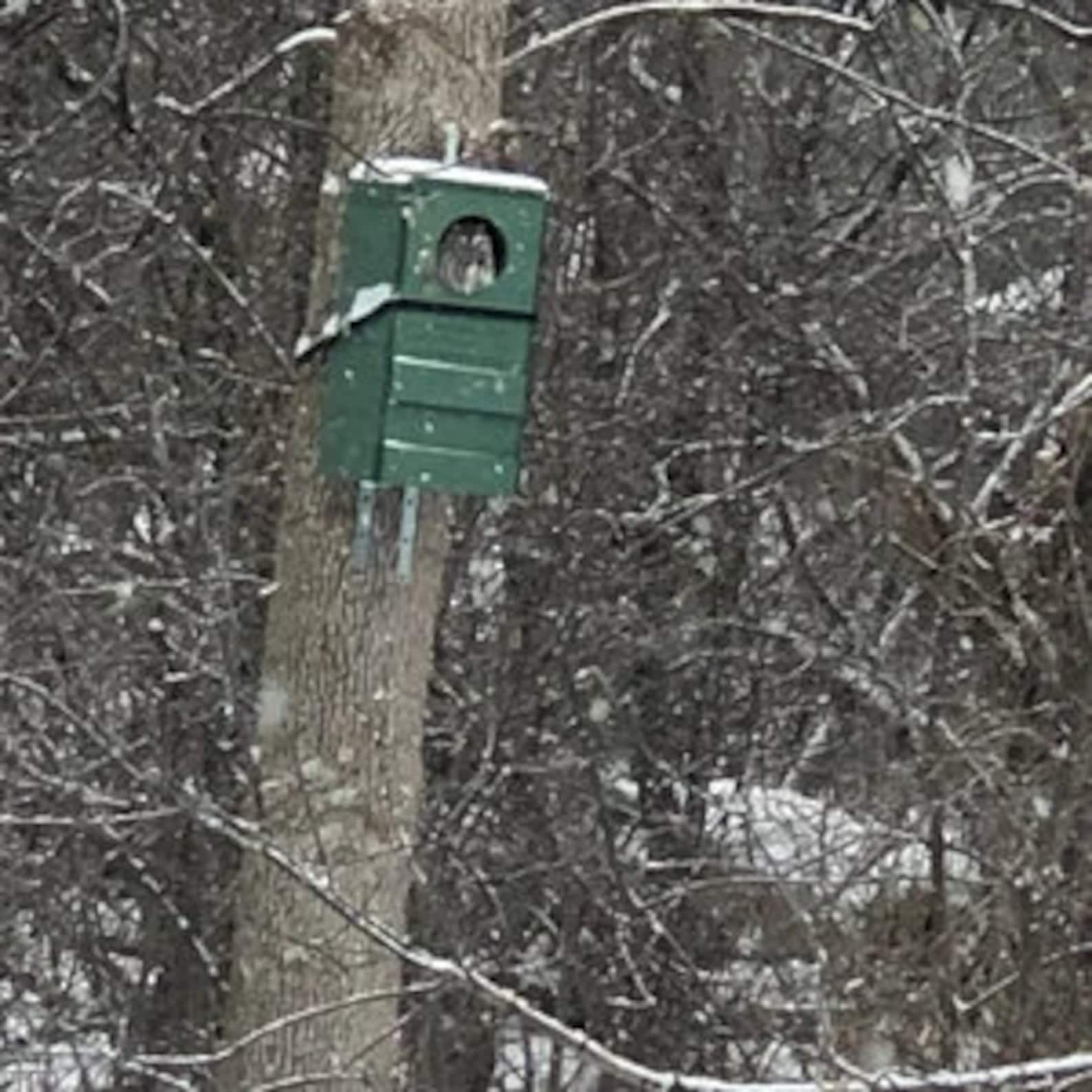 Barred Owl or Great Horned Owl Nesting Box - Etsy