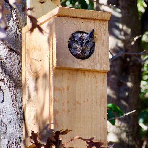 Owl Nesting Box Made of Cedar - Etsy
