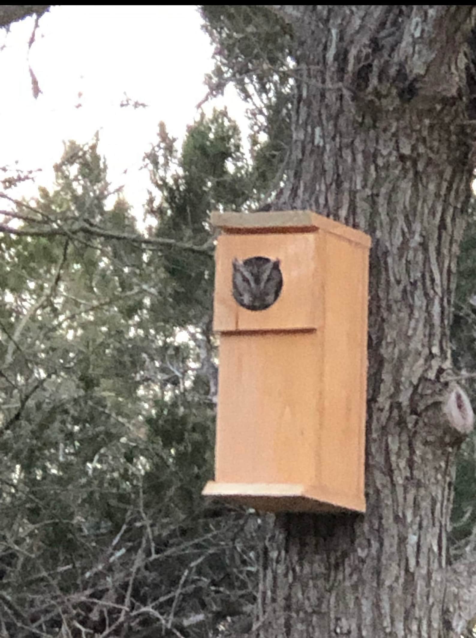 Owl Nesting Box Handmade - Etsy