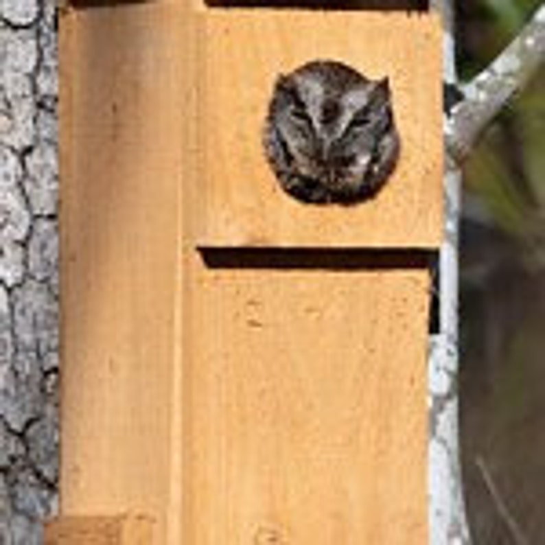 Owl Nesting Box Handmade - Etsy