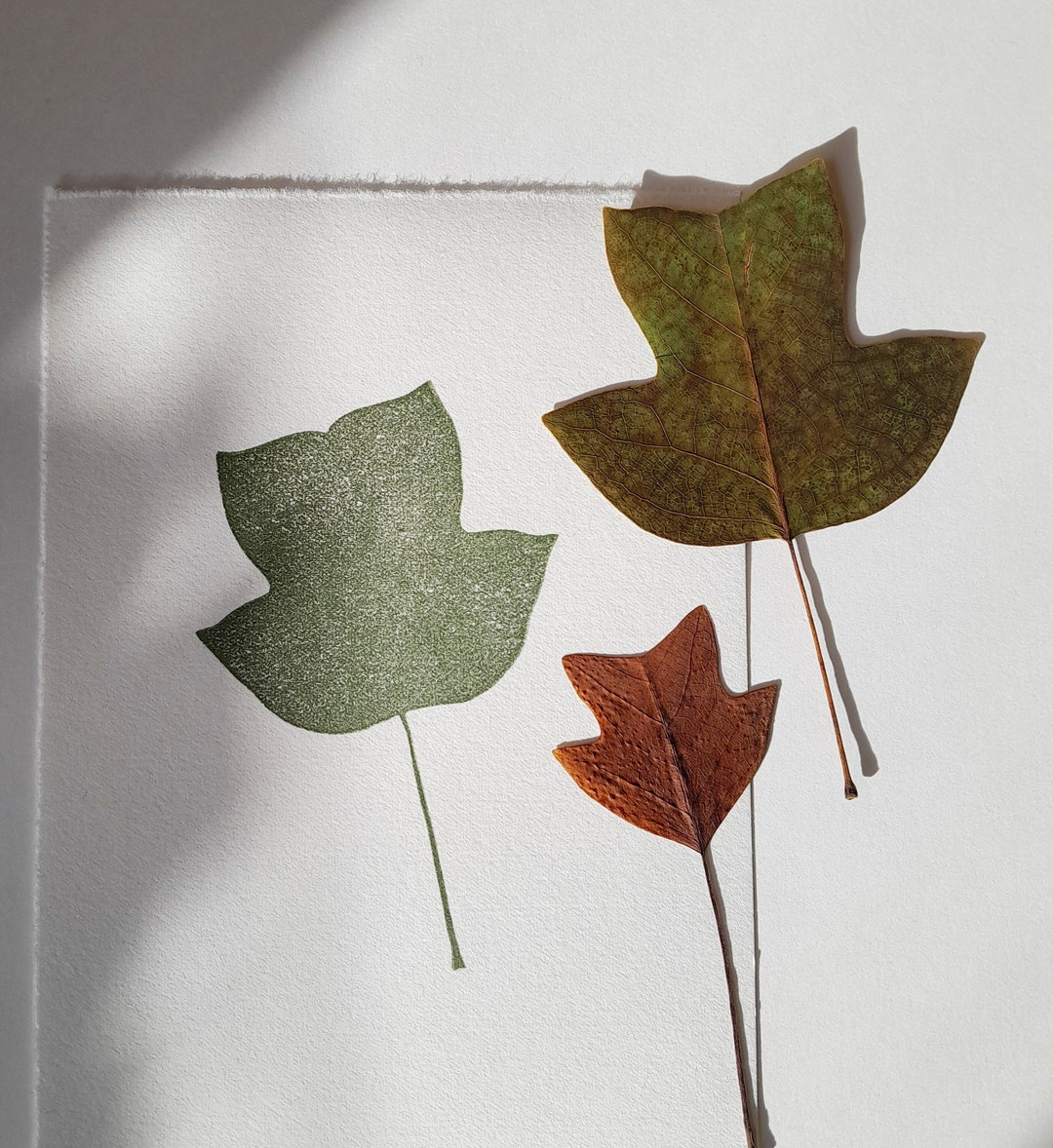 Engraving Virginia Tulip Tree Leaf, Gum Engraving, Hand Engraved Stamp ...