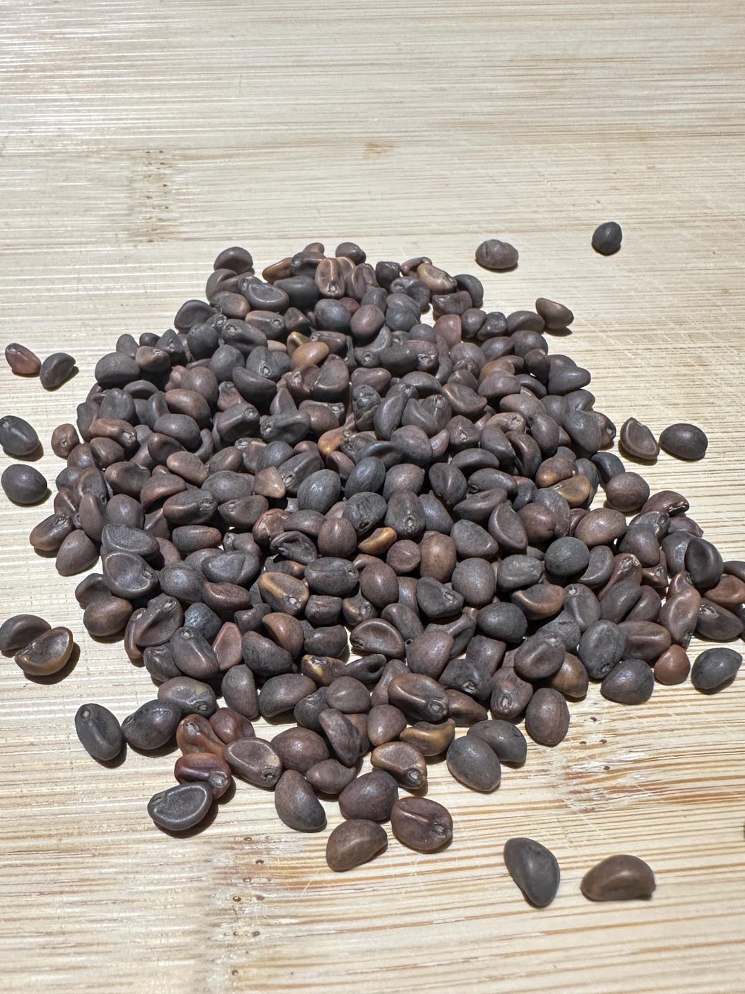 Water Convolvulus Seeds,chinese Water Spinash Seeds, Morning Glory ...