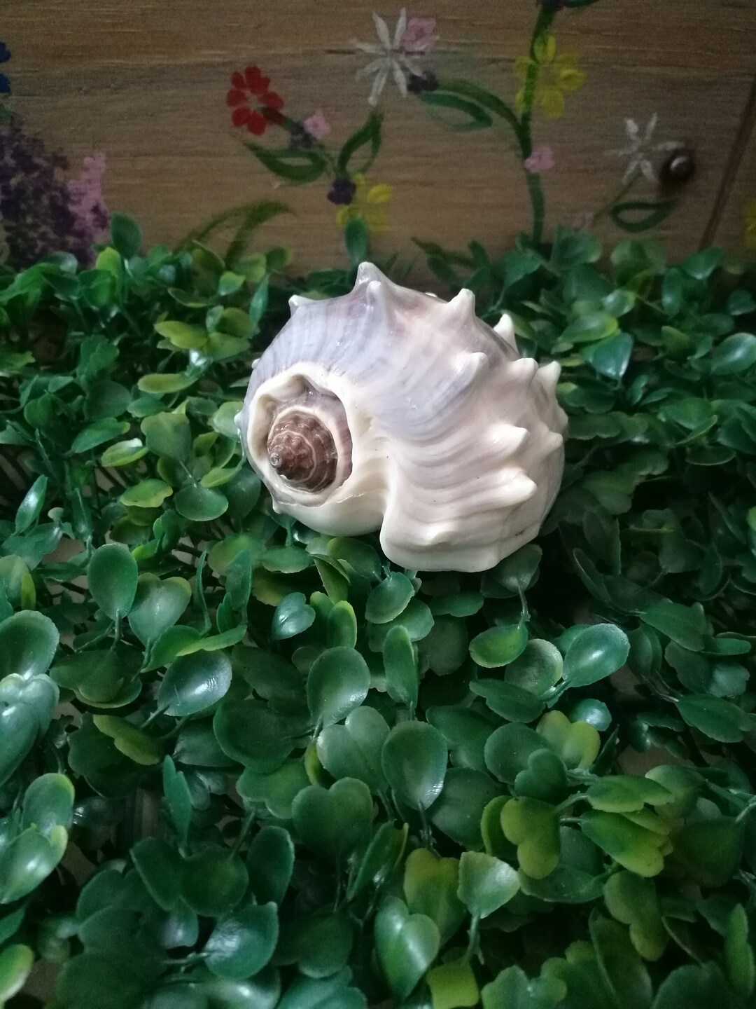 Vintage Spiked Conch Shell Stripy, Mermaid Curio Fossil Decoration ...