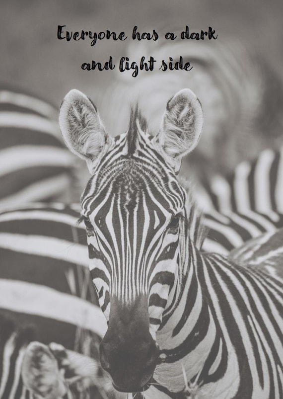 Light Zebra