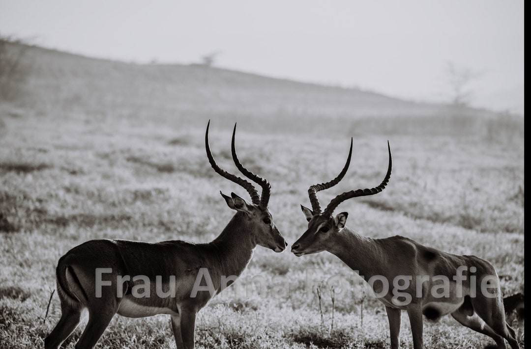 Photography | Digital Download | Printable Wall Art Kiss | Love ...