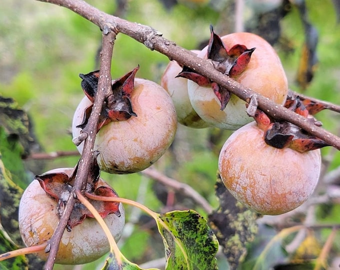 American Persimmon | 5 Seeds | Diospyros Virginiana | Florida Native ...