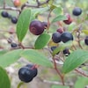 Sparkleberry | 25 Seeds | Vaccinium Arboreum | Farkleberry ...